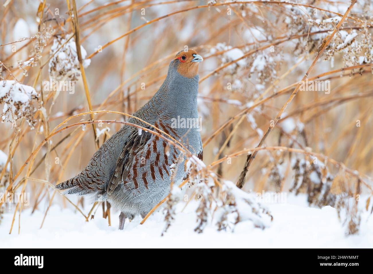 A Hungarian Partridge during the winter in North Dakota Stock Photo - Alamy