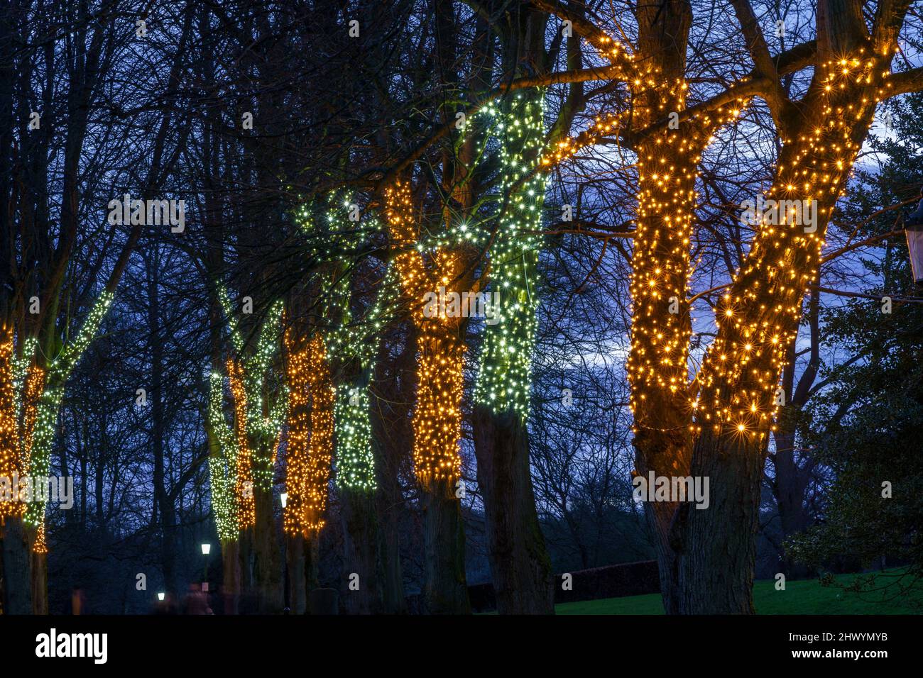 Orange and green small sparkling lights wrapped around rows of tree ...