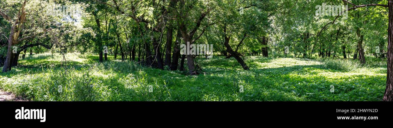 Panoramic view of a wooded timber located in low lands along a river ...