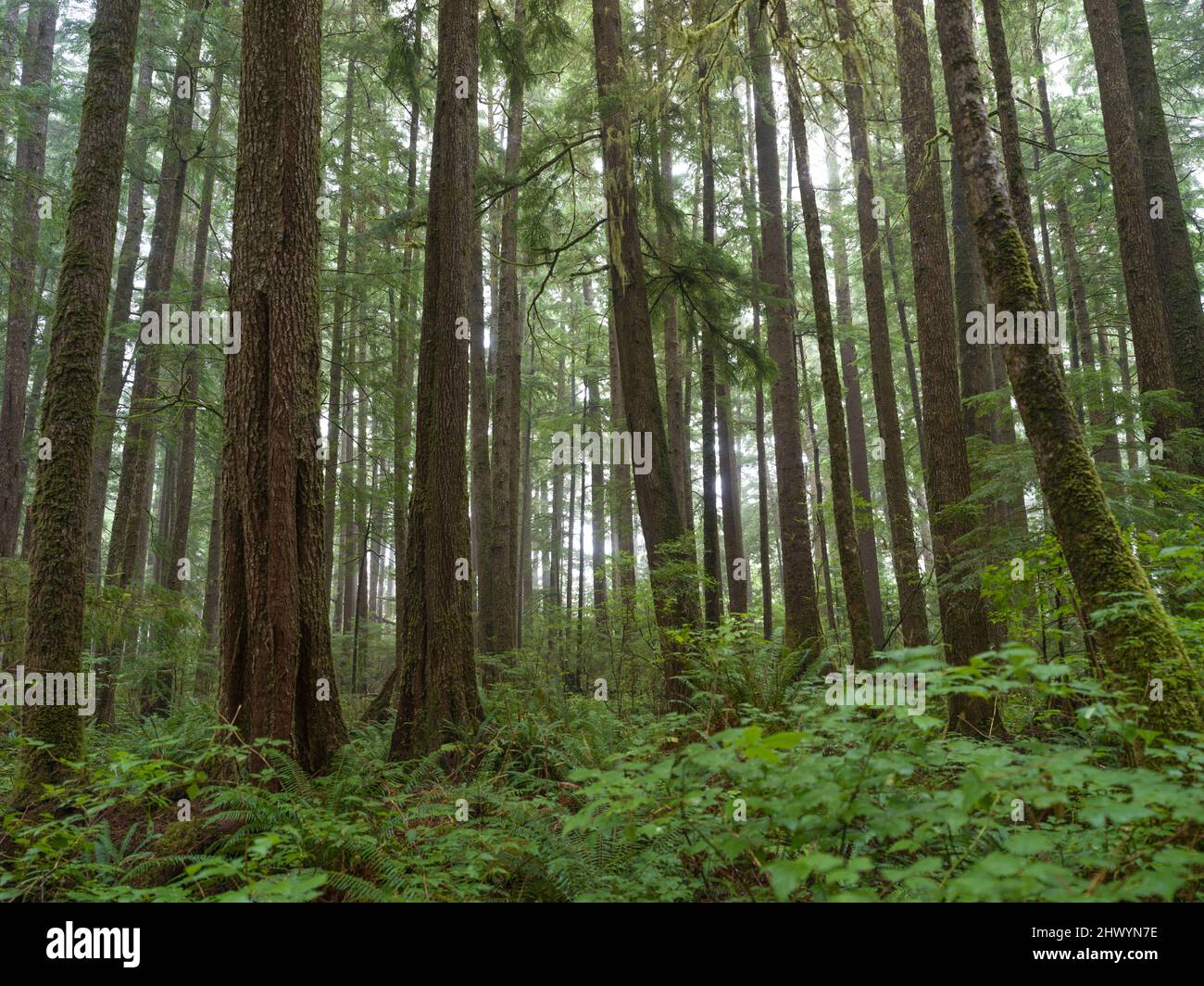 Forest Landscape in Cape Scott Provincial Park, San Josef Bay ...