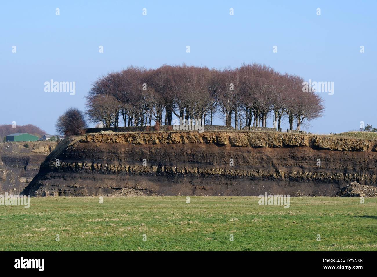 Group of trees on top of quarry face with green field in the foreground ...