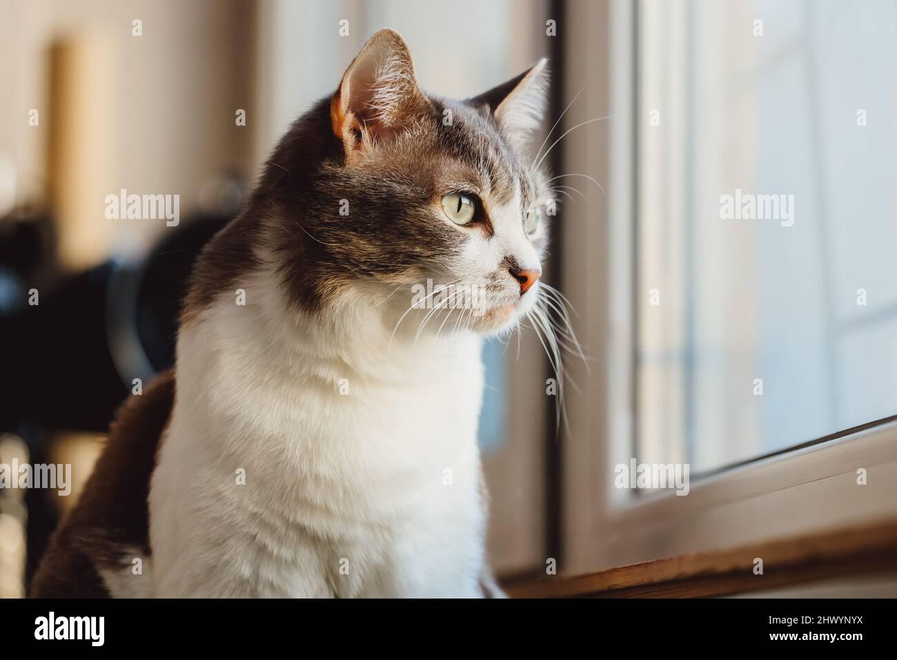 Beautiful cat sits on balcony and looks outside through window. Pet is ...