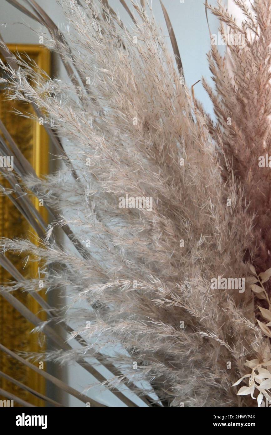 Dried grasses hi-res stock photography and images - Alamy