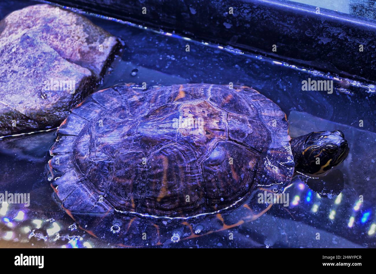 North american yellow bellied slider, turtle, england Stock Photo - Alamy