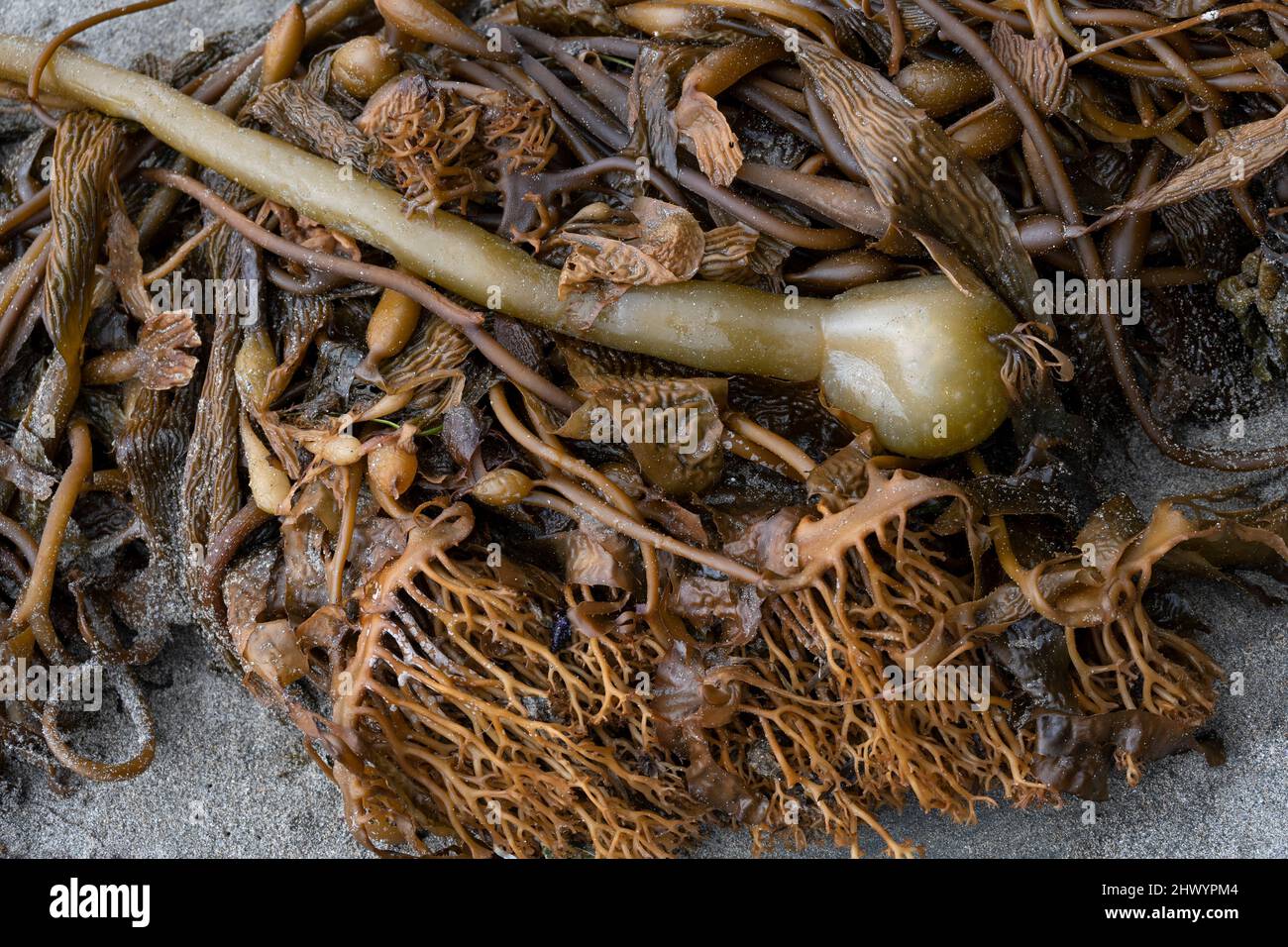 Sand covered vegetation on the Shoreline in Cape Scott Provincial Park ...