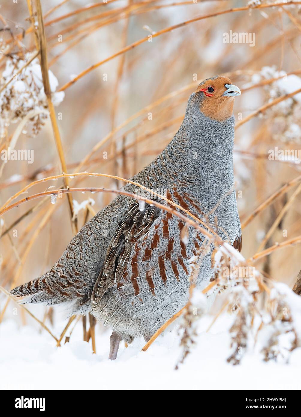 A Hungarian Partridge during the winter in North Dakota Stock Photo - Alamy