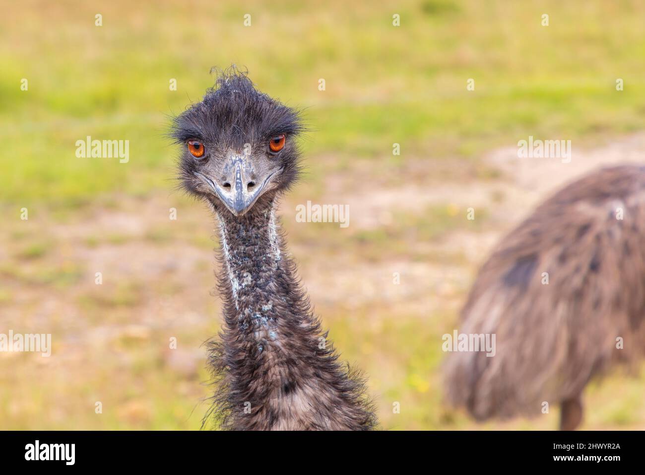Close up portrait photograph of the head and neck of an Australian Emu ...
