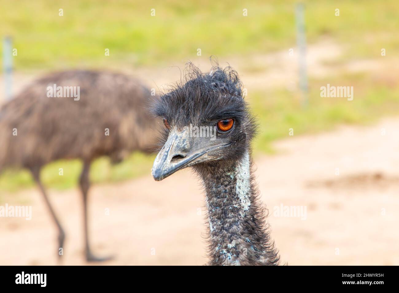 Close up portrait photograph of the head and neck of an Australian Emu ...