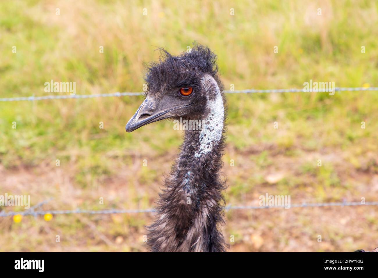 Close up portrait photograph of the head and neck of an Australian Emu ...