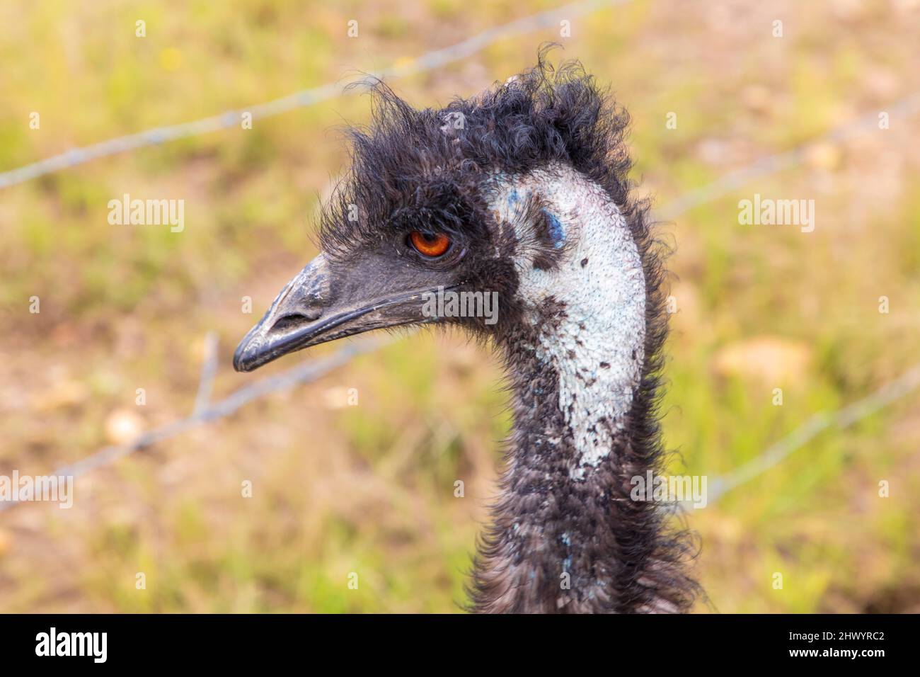 Close up portrait photograph of the head and neck of an Australian Emu ...
