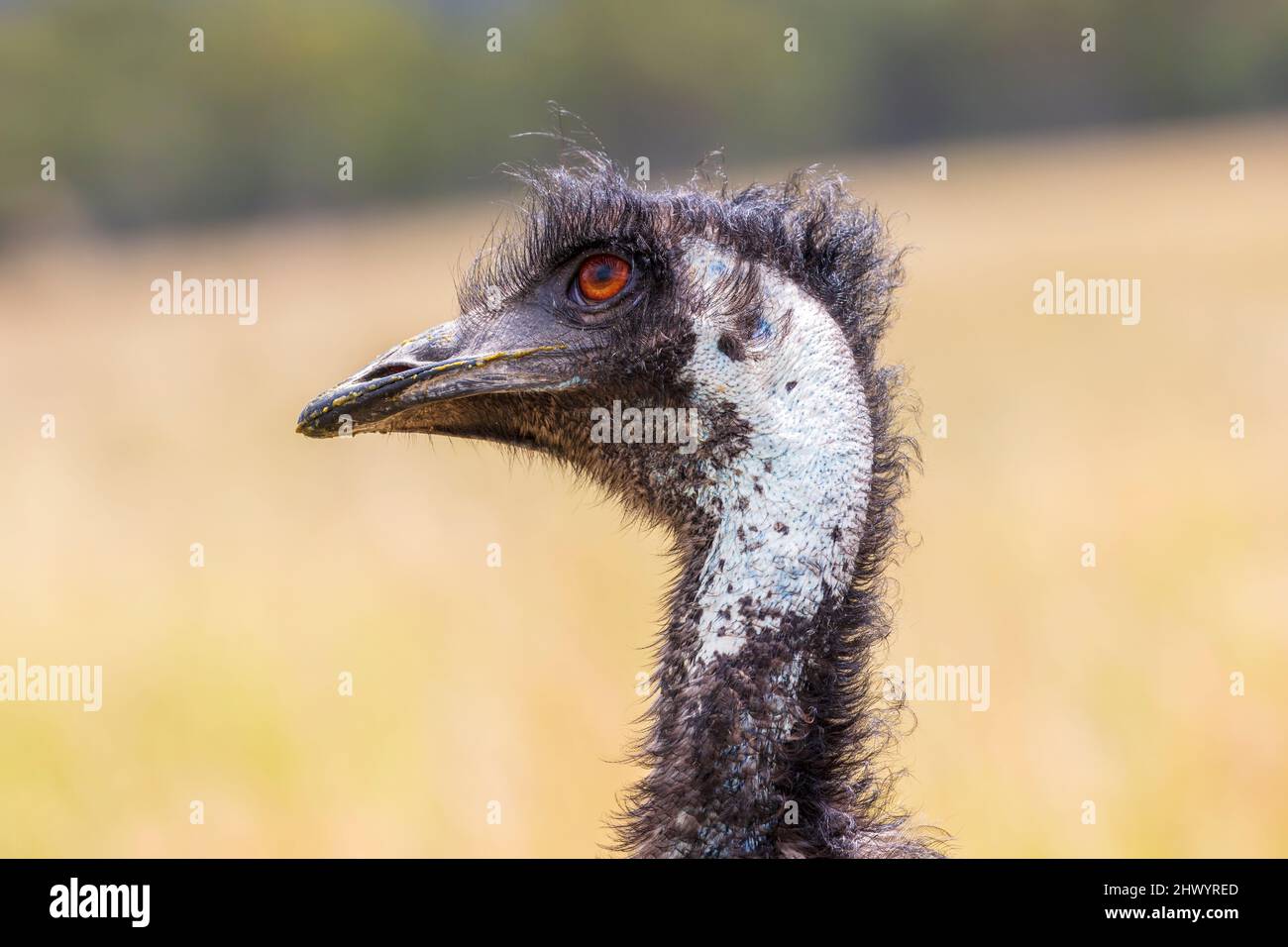 Close up portrait photograph of the head and neck of an Australian Emu ...