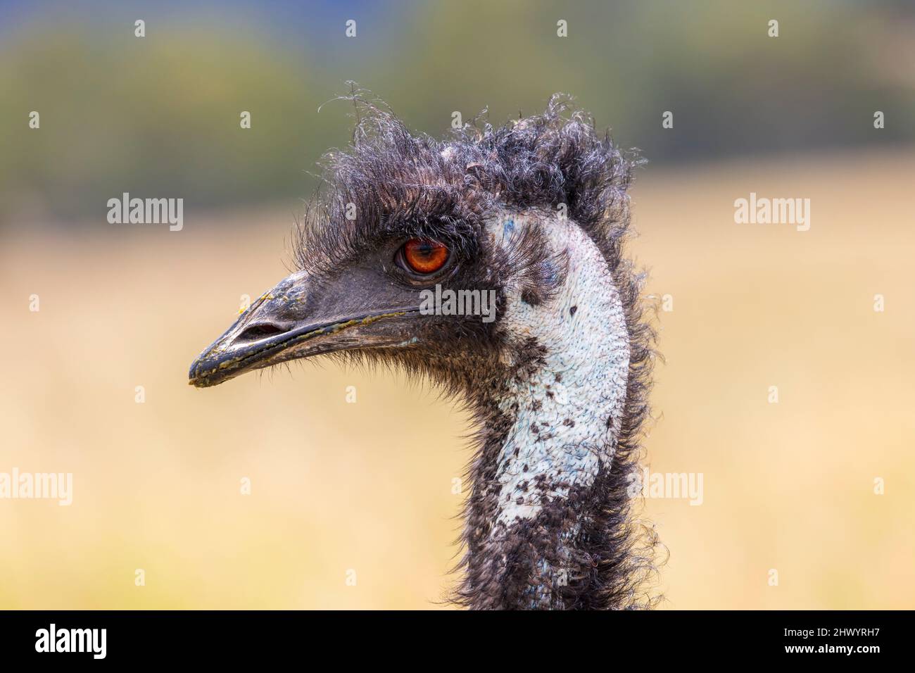 Close up portrait photograph of the head and neck of an Australian Emu ...