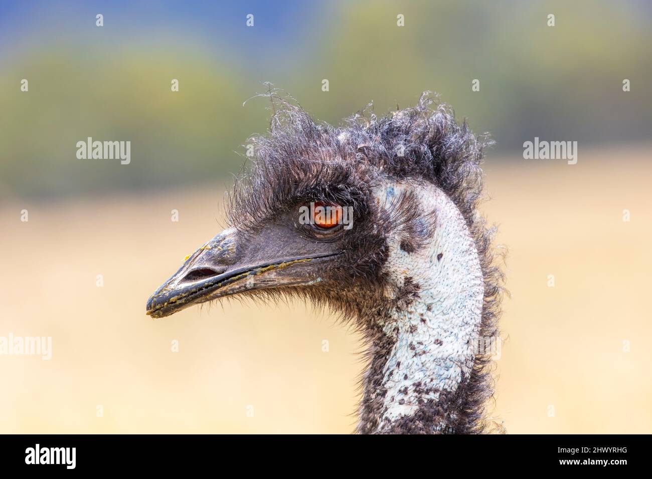 Close up portrait photograph of the head and neck of an Australian Emu ...