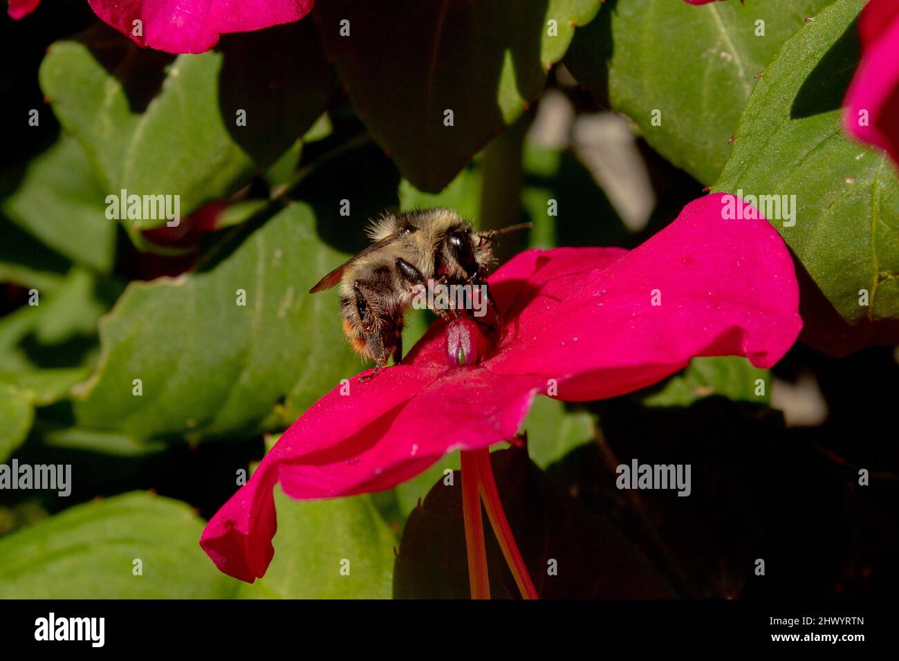 un'ape che si nutre da un fiore rosa in una bellissima giornata di sole ...
