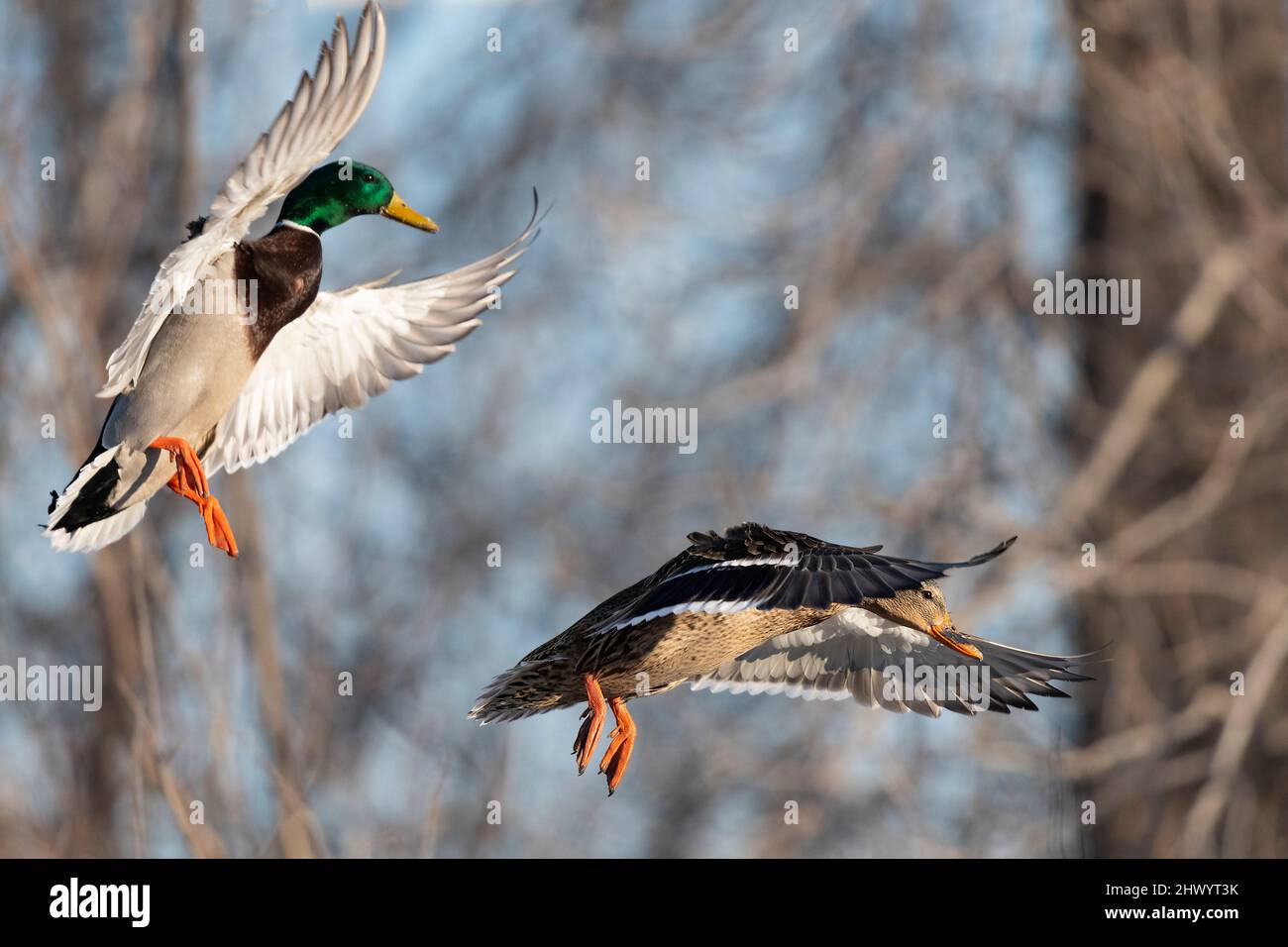 A pair of Mallard ducks coming in for a landing on a late winter ...