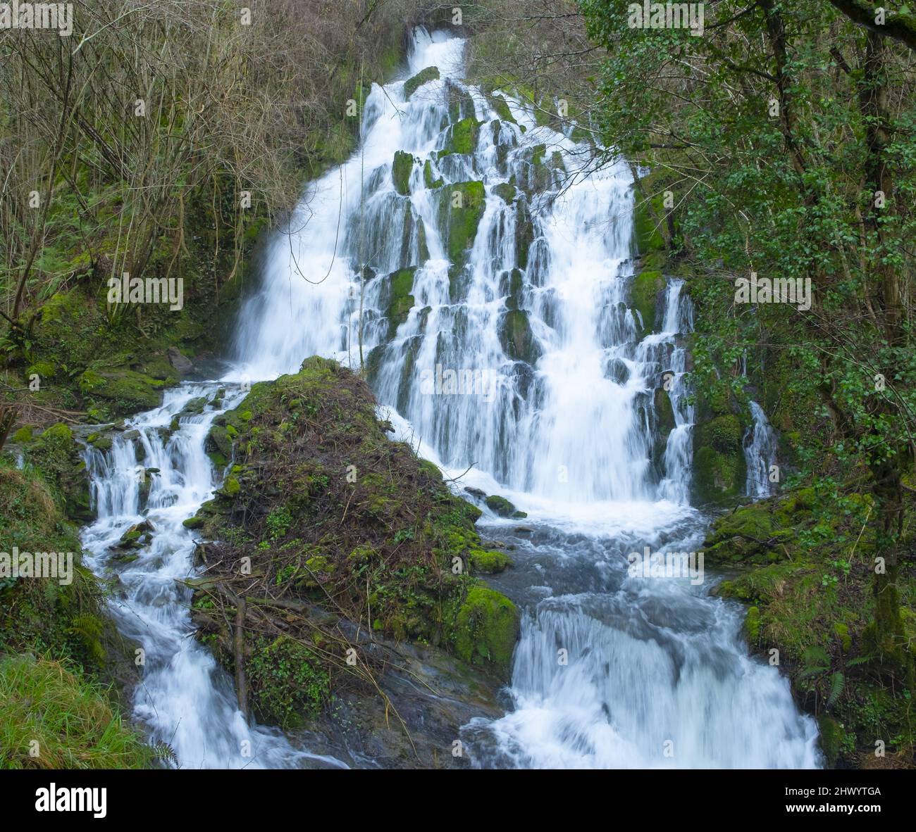 Betelu forest hi-res stock photography and images - Alamy