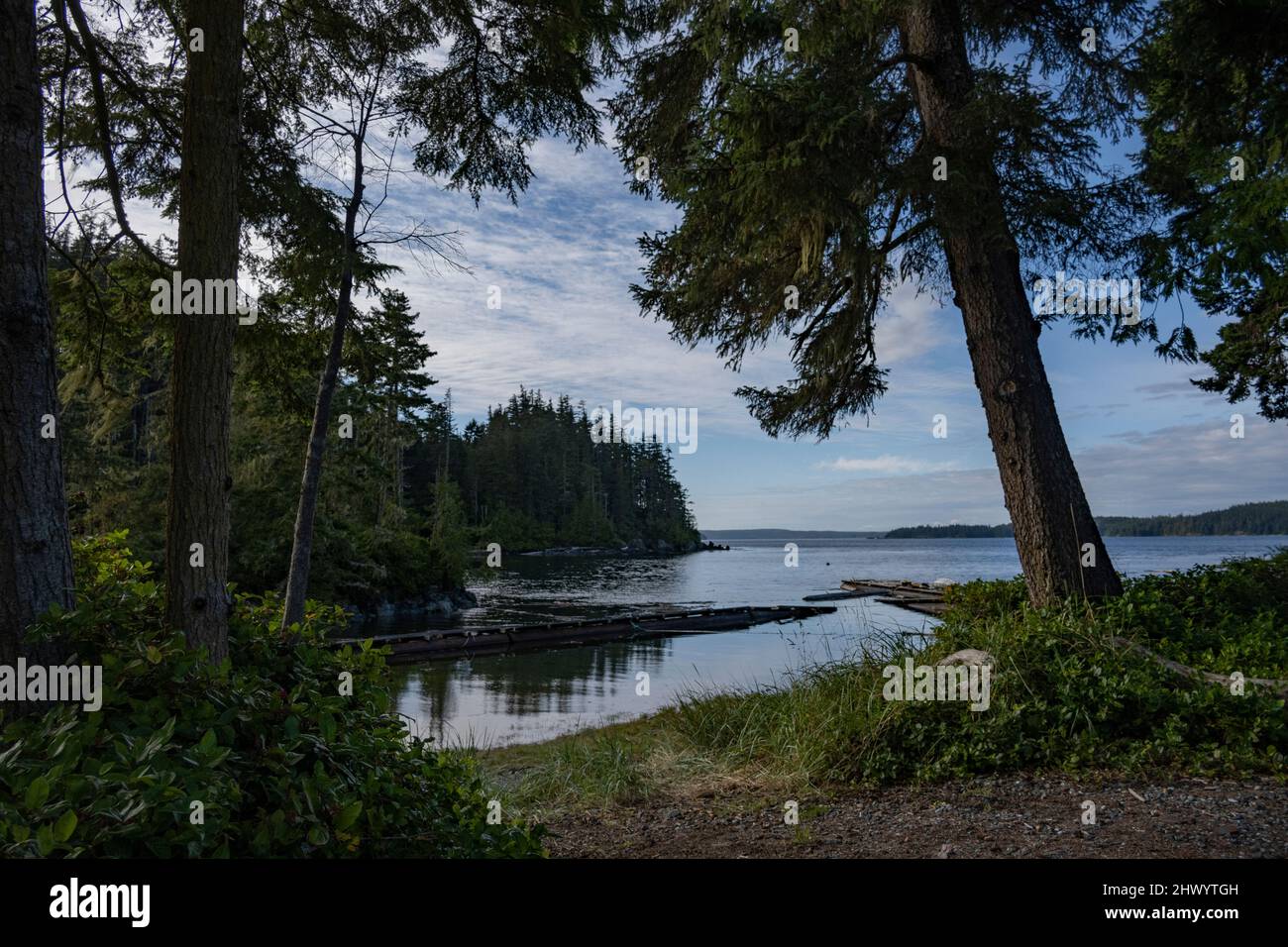 View of lush forest shoreline along Johnstone Strait, Vancouver Island ...