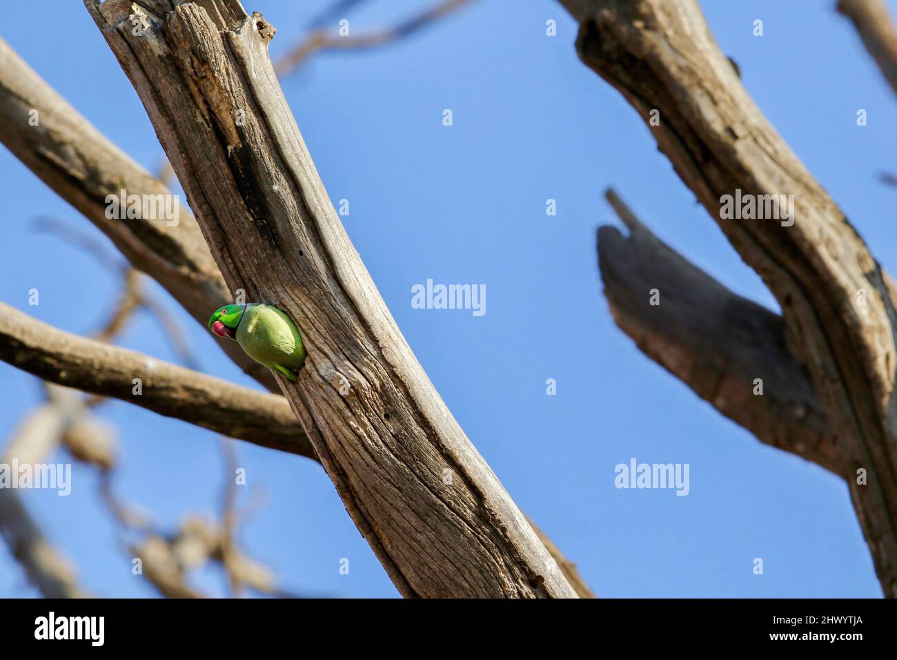 Rose-ringed Parakeet, Pretoria, South Africa Stock Photo - Alamy