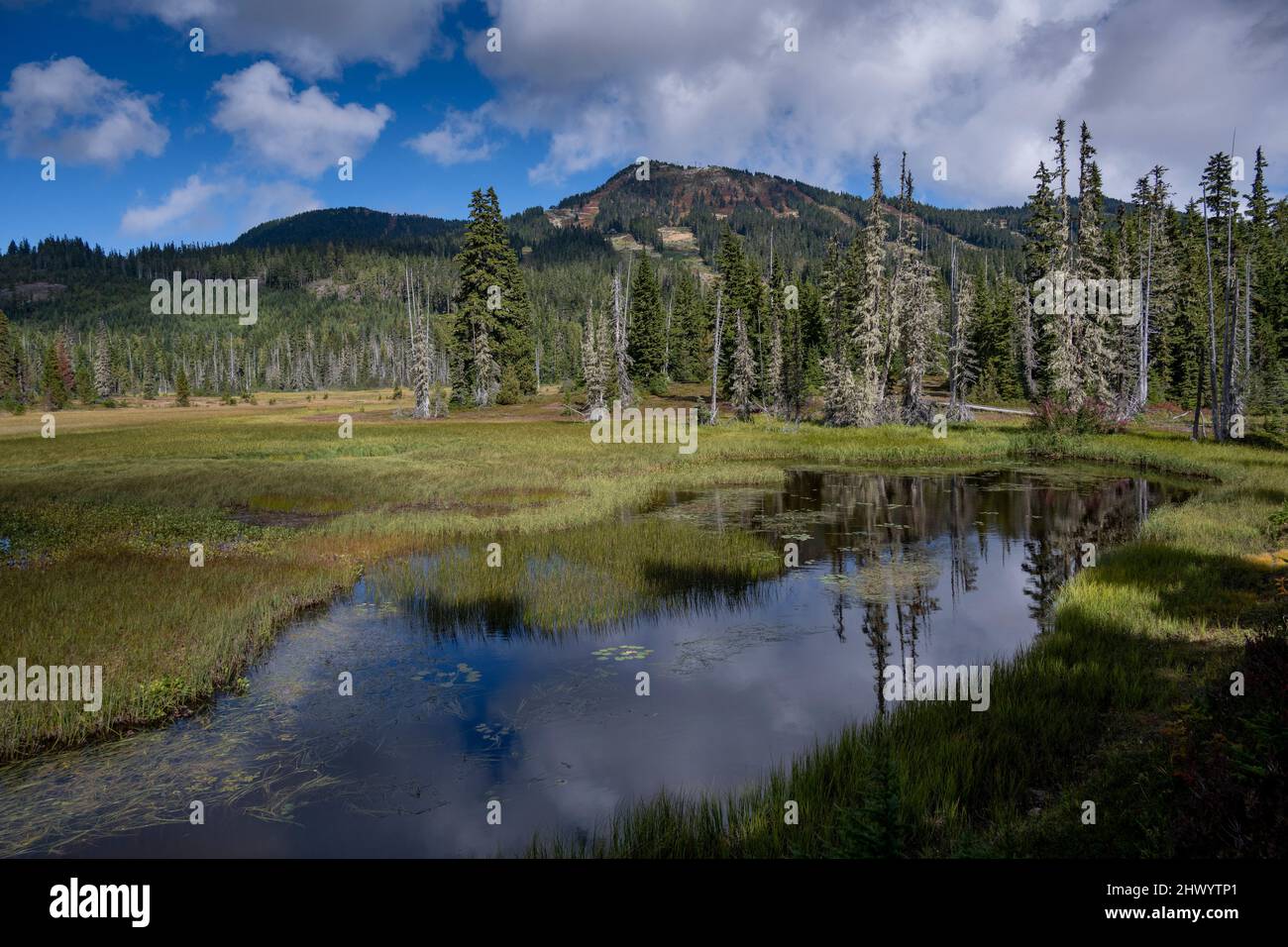 Landscape at Forbidden Plateau, Mount Washington ski area, Paradise ...