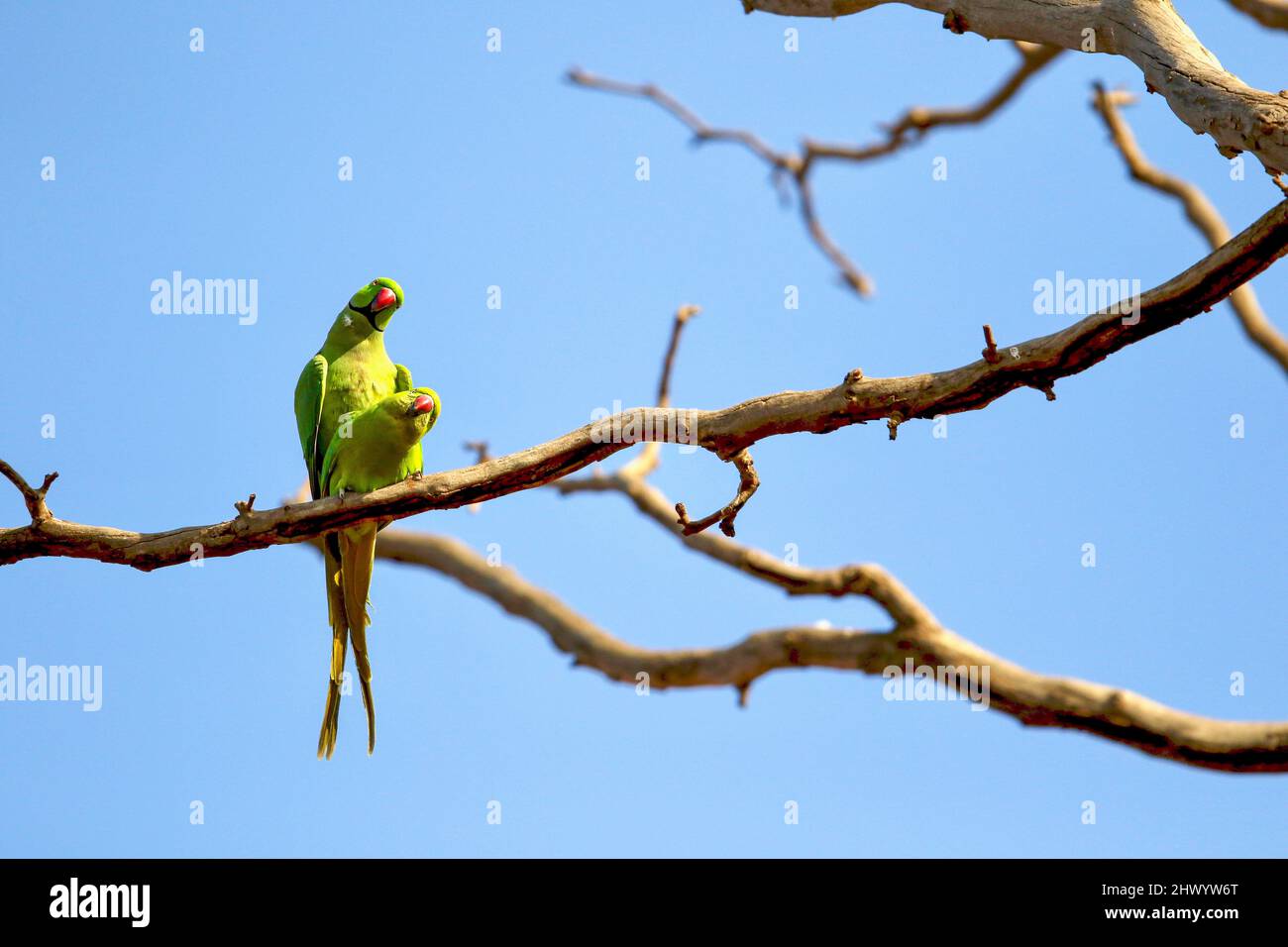 Rose-ringed Parakeet, Pretoria, South Africa Stock Photo - Alamy