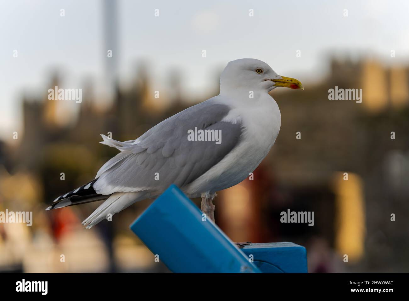 Public seaside telescope hi-res stock photography and images - Alamy