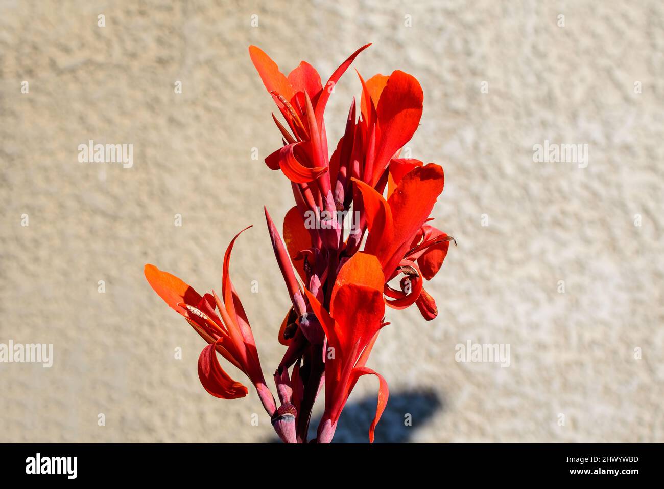 Red flowers of Canna indica, commonly known as Indian shot, African ...