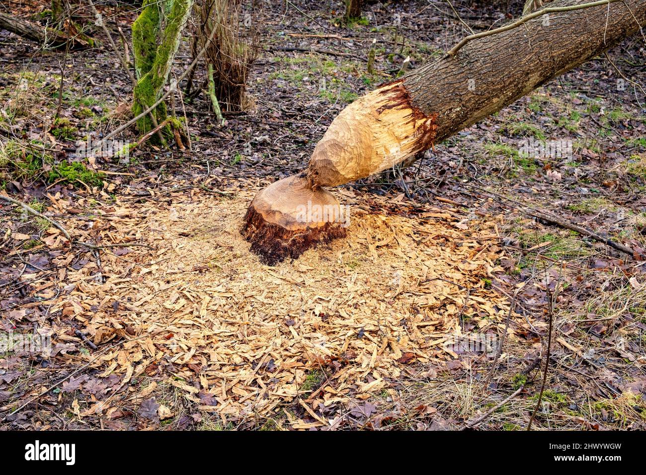 Splinters under shredded tree trunk cut by European beaver at Vistula ...