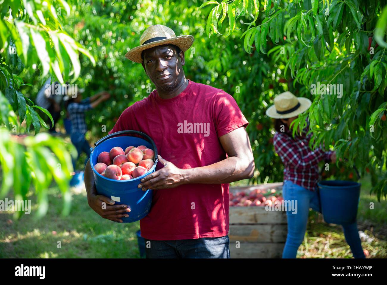 Happy african american farmer with bucket of peaches in the orchard ...