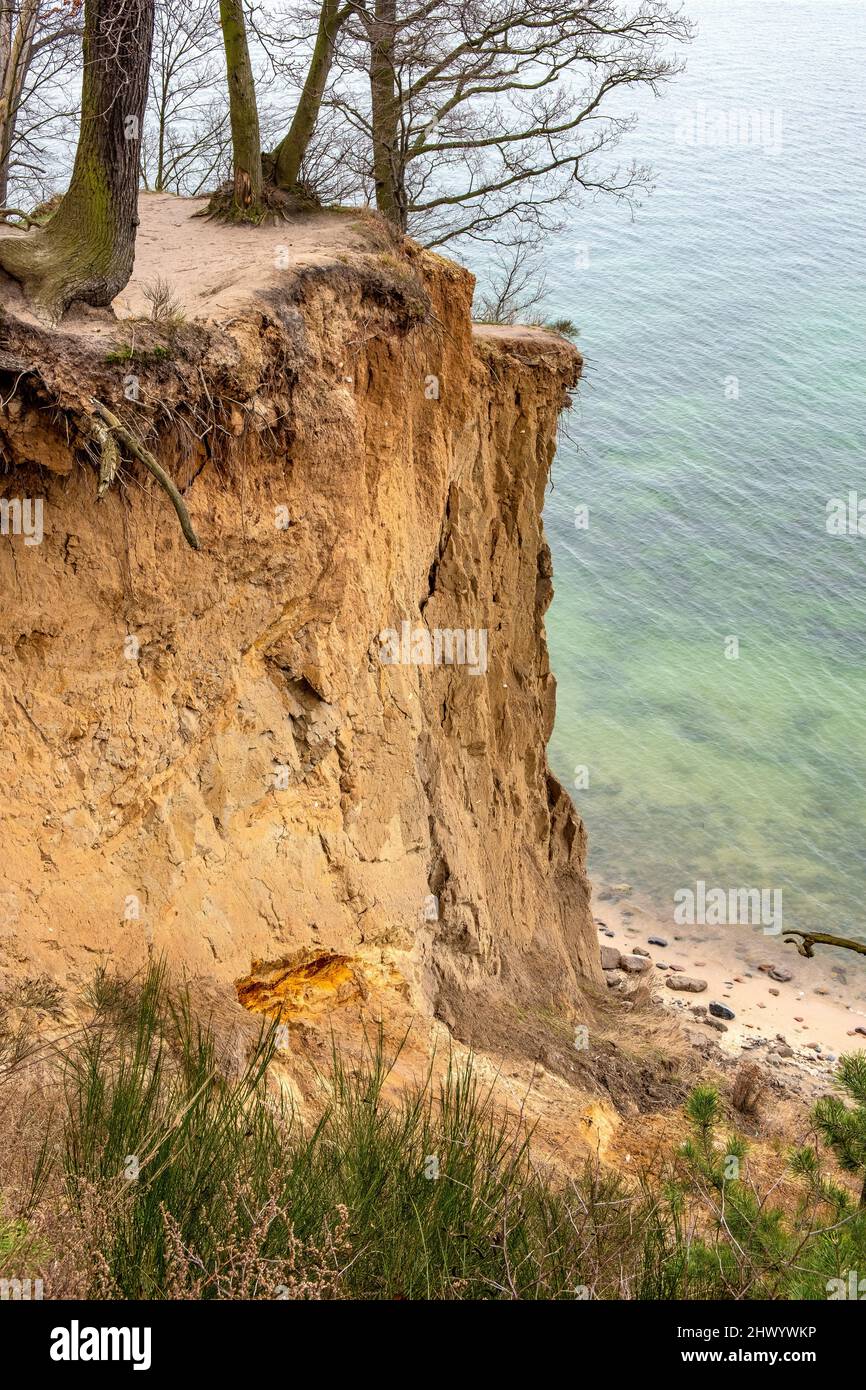 Wooded slope of Klif Orlowski Cliff - loess steep shore over Baltic Sea ...