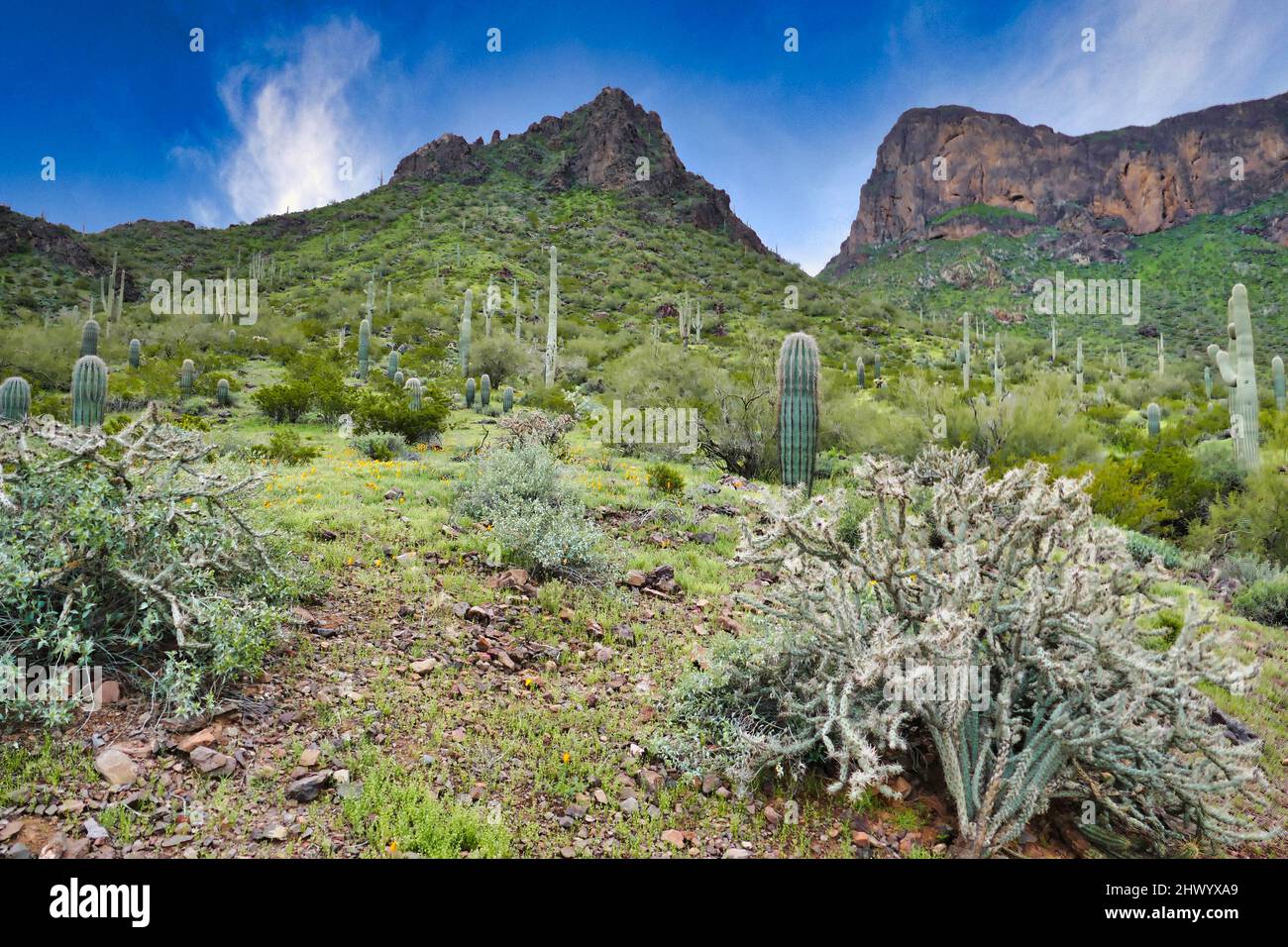 Lush Green Desert Landscape Lush Green Trees And Sandy Dunes In A