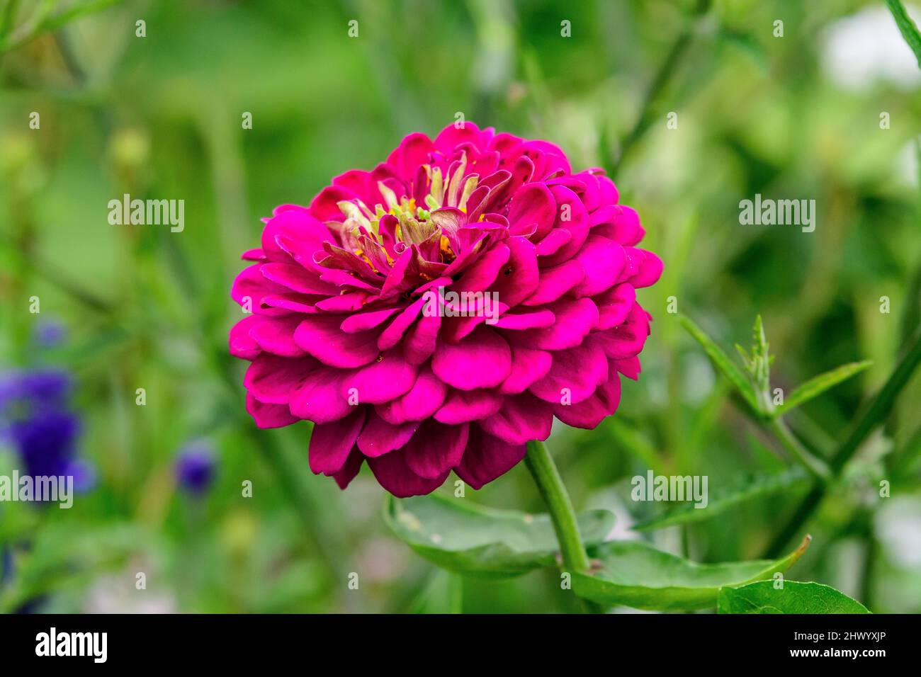 Close up of one beautiful large vivid pink magenta zinnia flower in ...