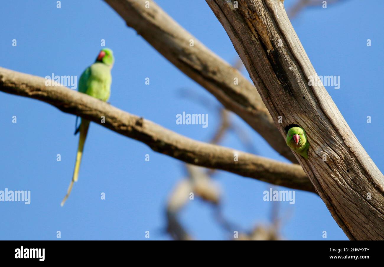 Rose-ringed Parakeet, Pretoria, South Africa Stock Photo - Alamy