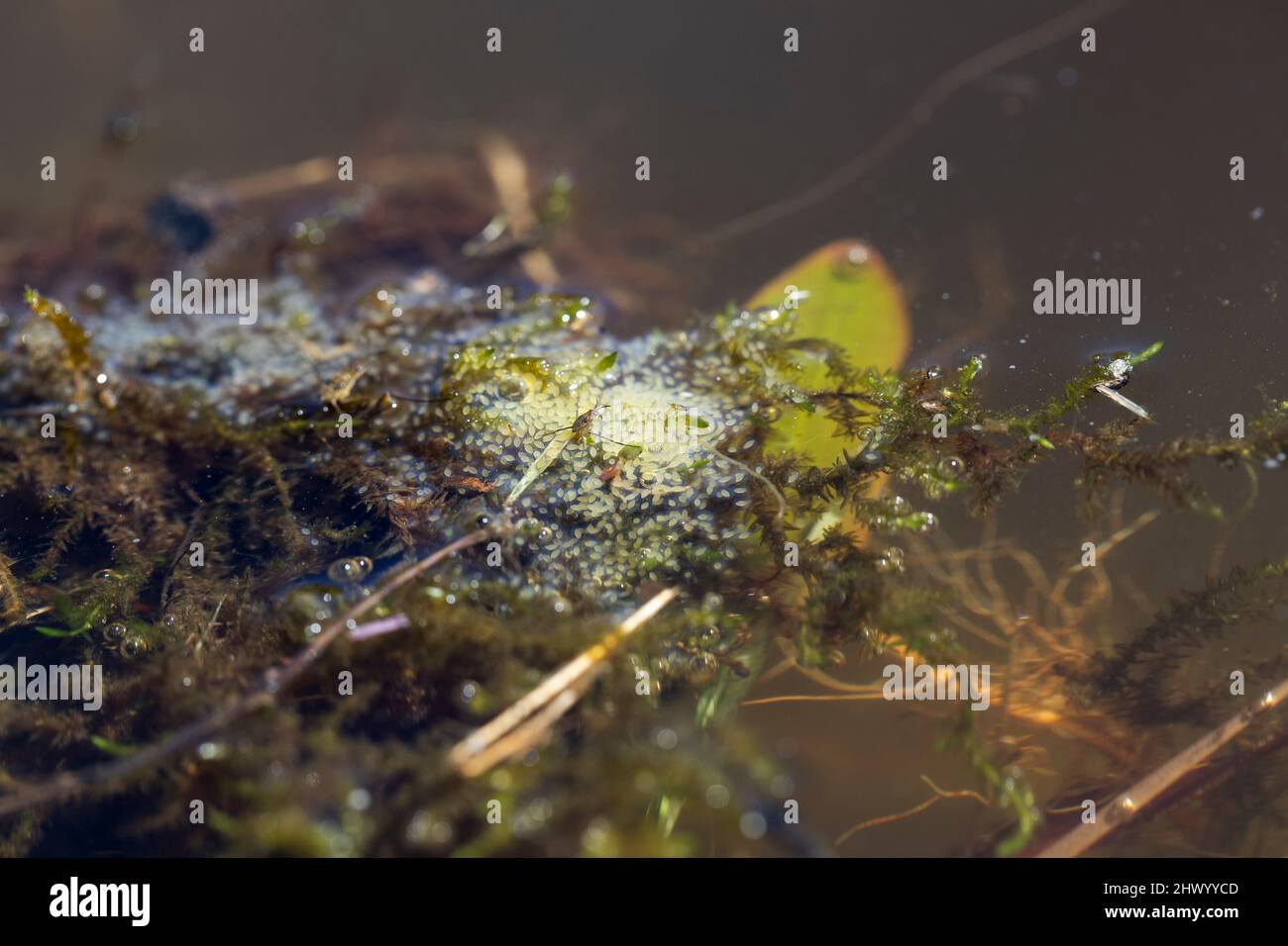Broad Bodied Chaser; Libellula depressa; Eggs; With Young Pond Skater ...