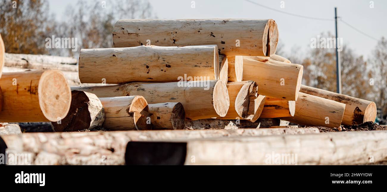 Cedar logs in sawmill for export from Russia to China Stock Photo - Alamy