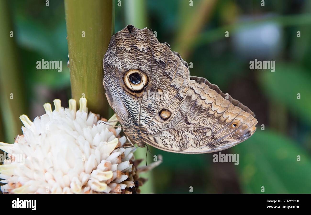 Owl butterfly with large eye spots on wings Stock Photo - Alamy