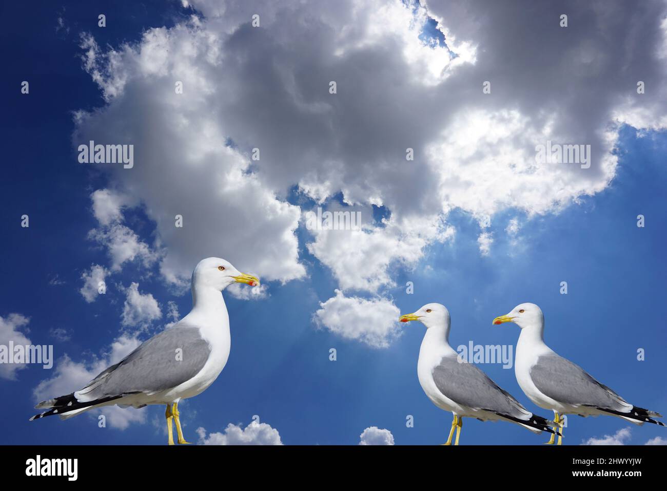 Famille de goélands Stock Photo - Alamy