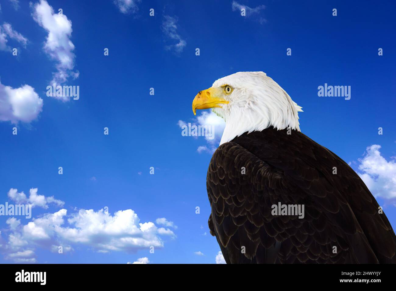 Pygargue hi-res stock photography and images - Alamy