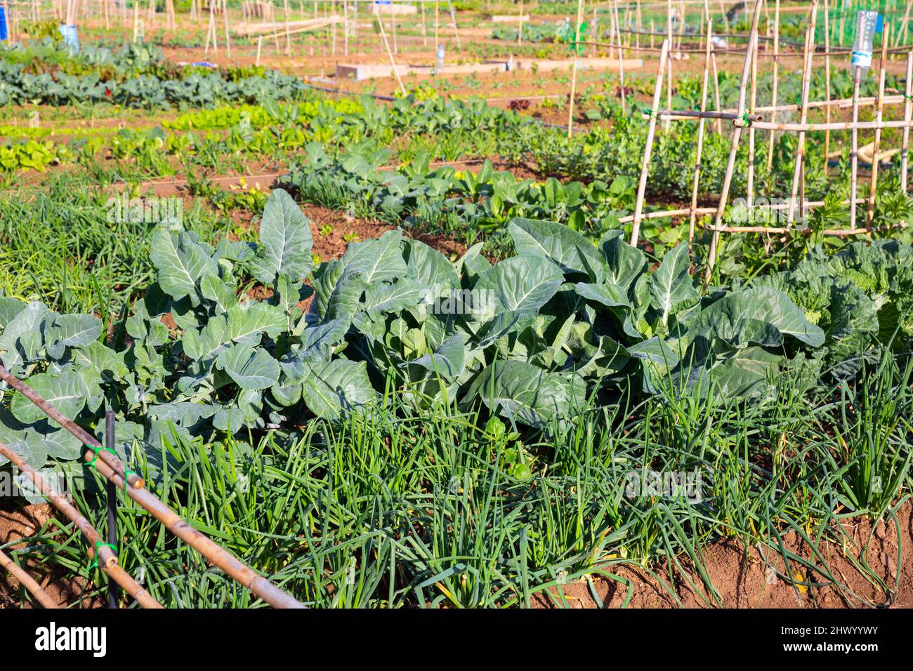 Farm with vegetable beds of beets, spinach, onions and cabbage Stock ...