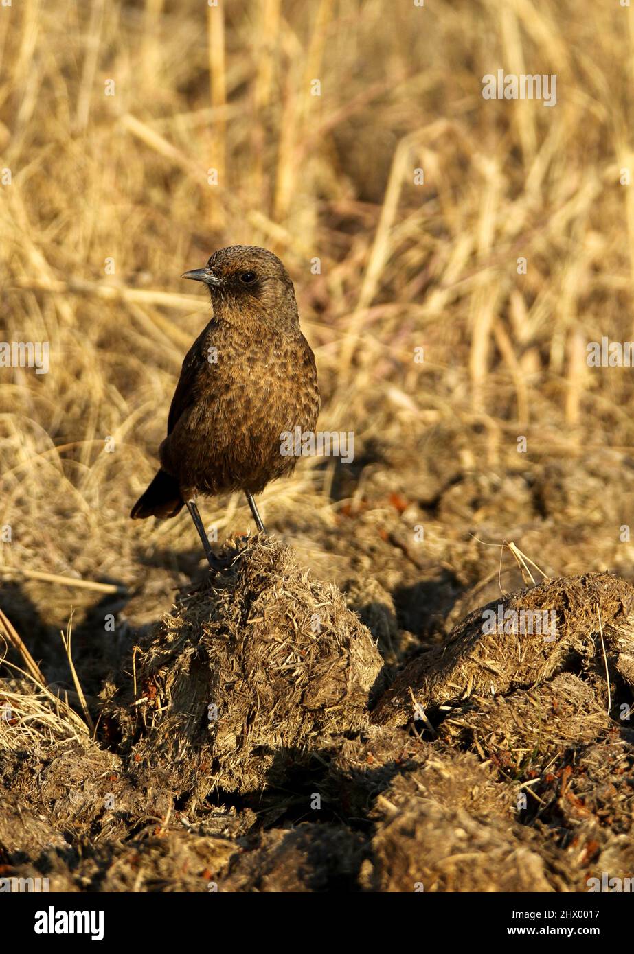 Ant-eating Chat, Addo Elephant National Park Stock Photo - Alamy