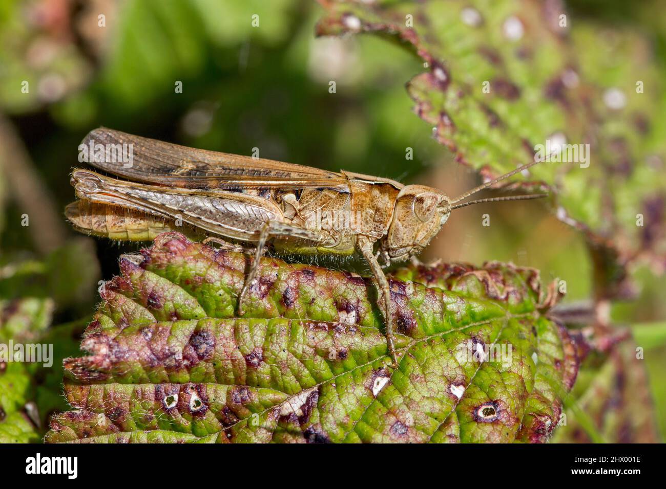 Common Field Grasshopper; Chorthippus brunneus; UK Stock Photo - Alamy