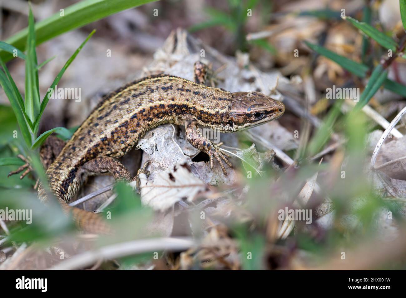 Common Lizard; Zootoca vivipara; Devon; UK Stock Photo - Alamy