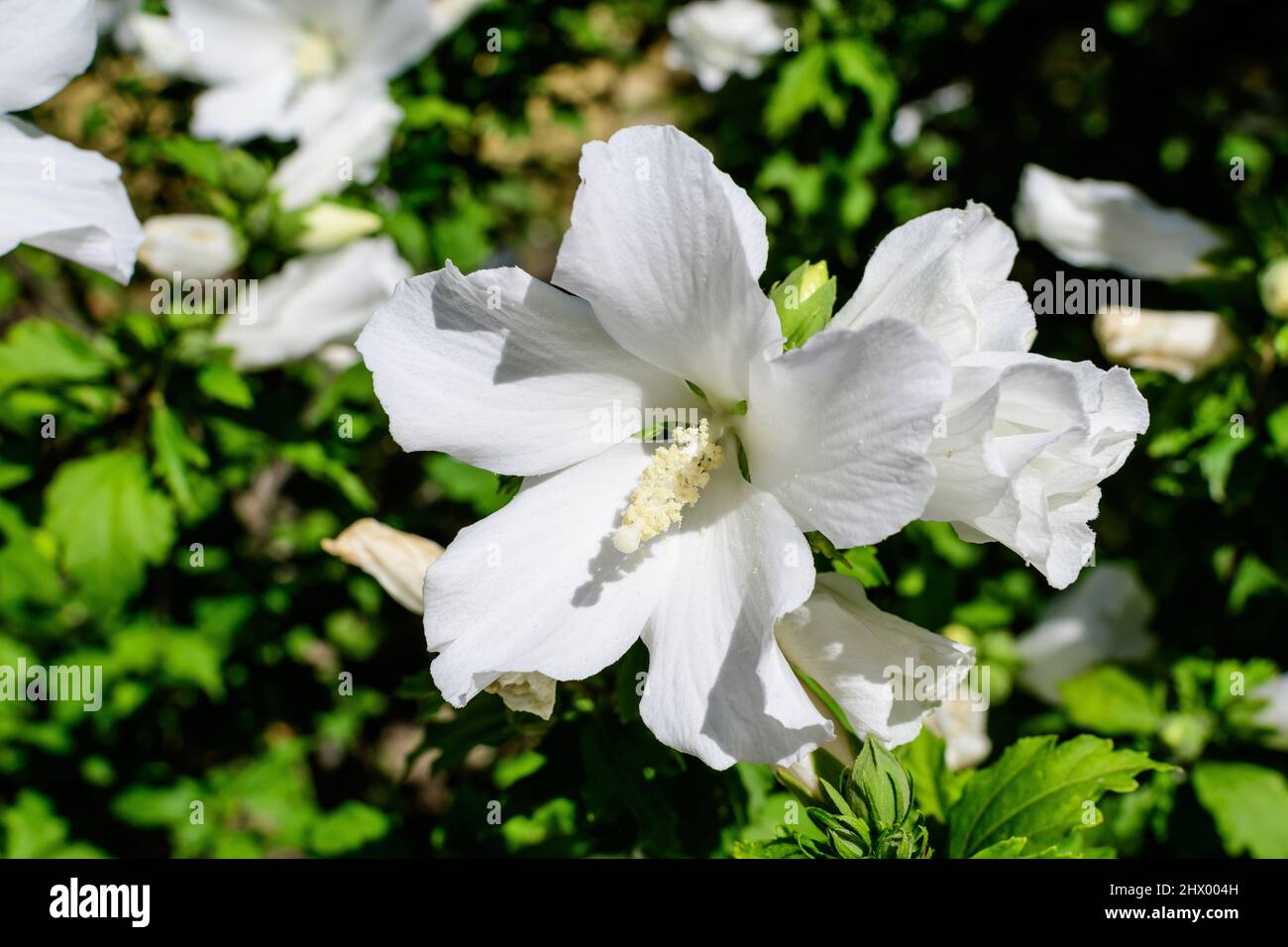 One White Flower Of Hibiscus Syriacus Plant Commonly Known As Korean