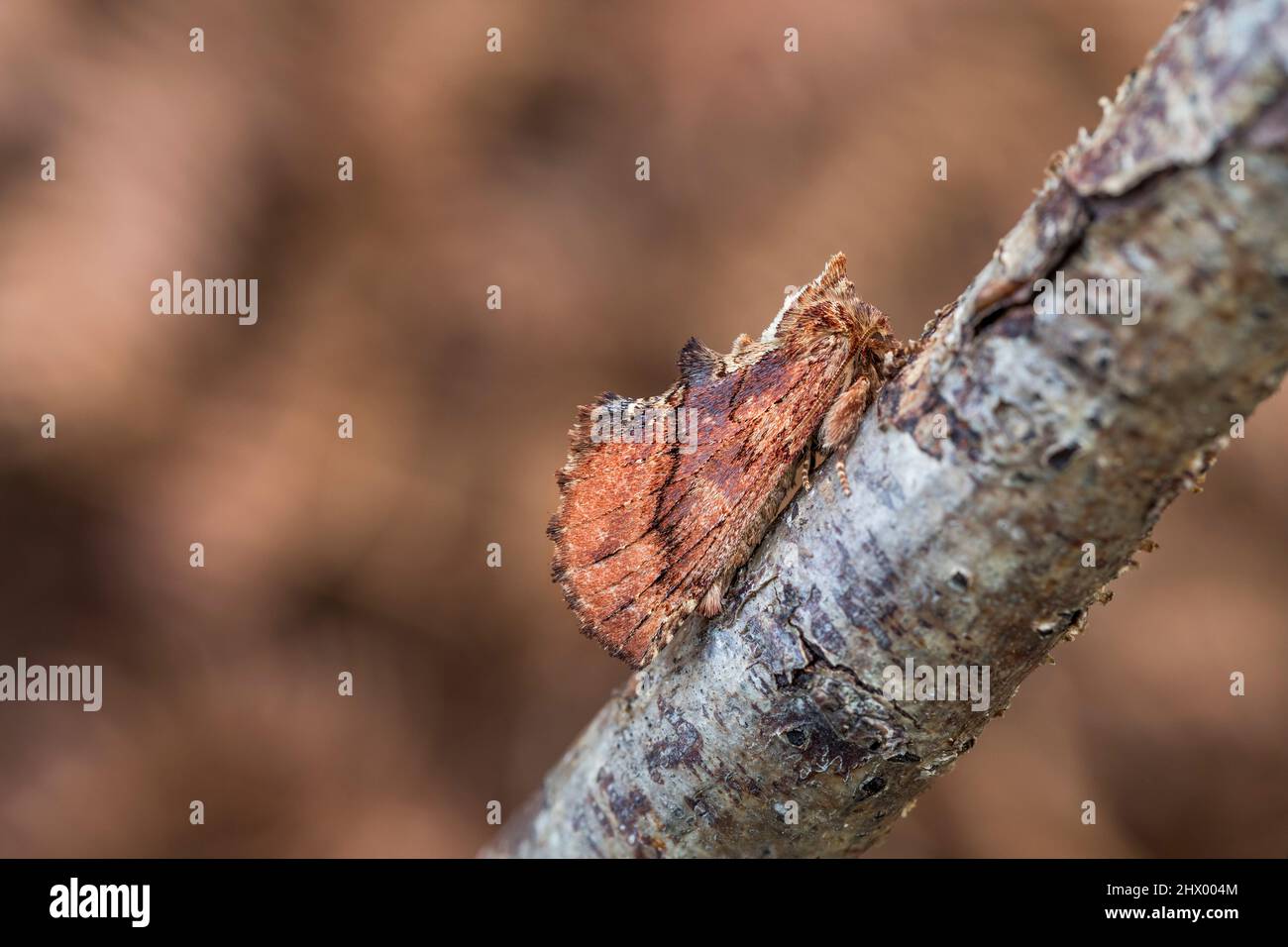 Prominent branch hi-res stock photography and images - Alamy