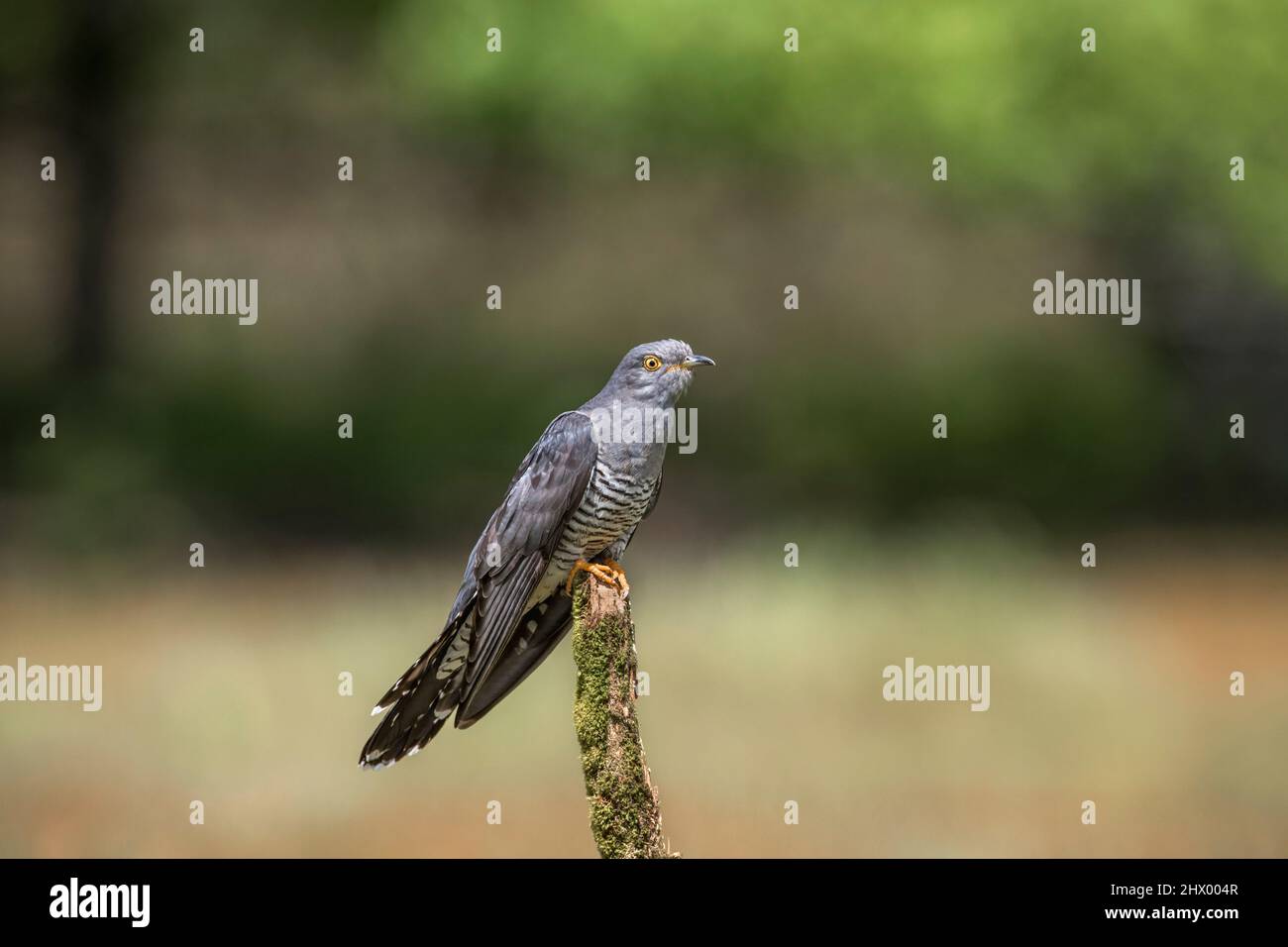 Cuckoo; Cuculus canorus; Male; UK Stock Photo - Alamy