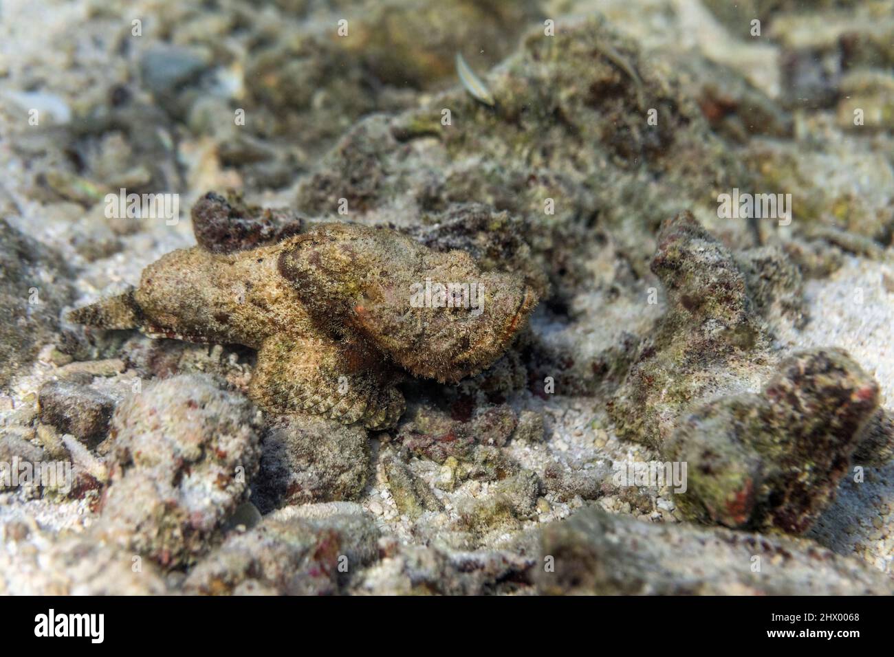 False Stonefish; Scorpaenopsis diabolus; Maldives Stock Photo - Alamy
