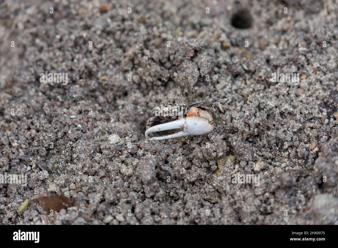 Uca fiddler crab hi-res stock photography and images - Alamy