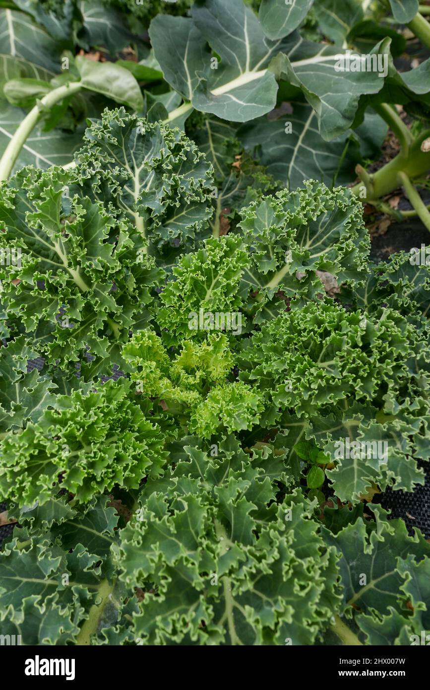 Curly kale autumn garden hi-res stock photography and images - Alamy