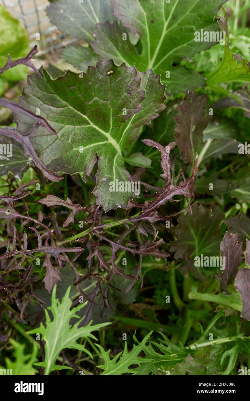 Brassica rapa var. Niposinica fresh leaves Stock Photo - Alamy