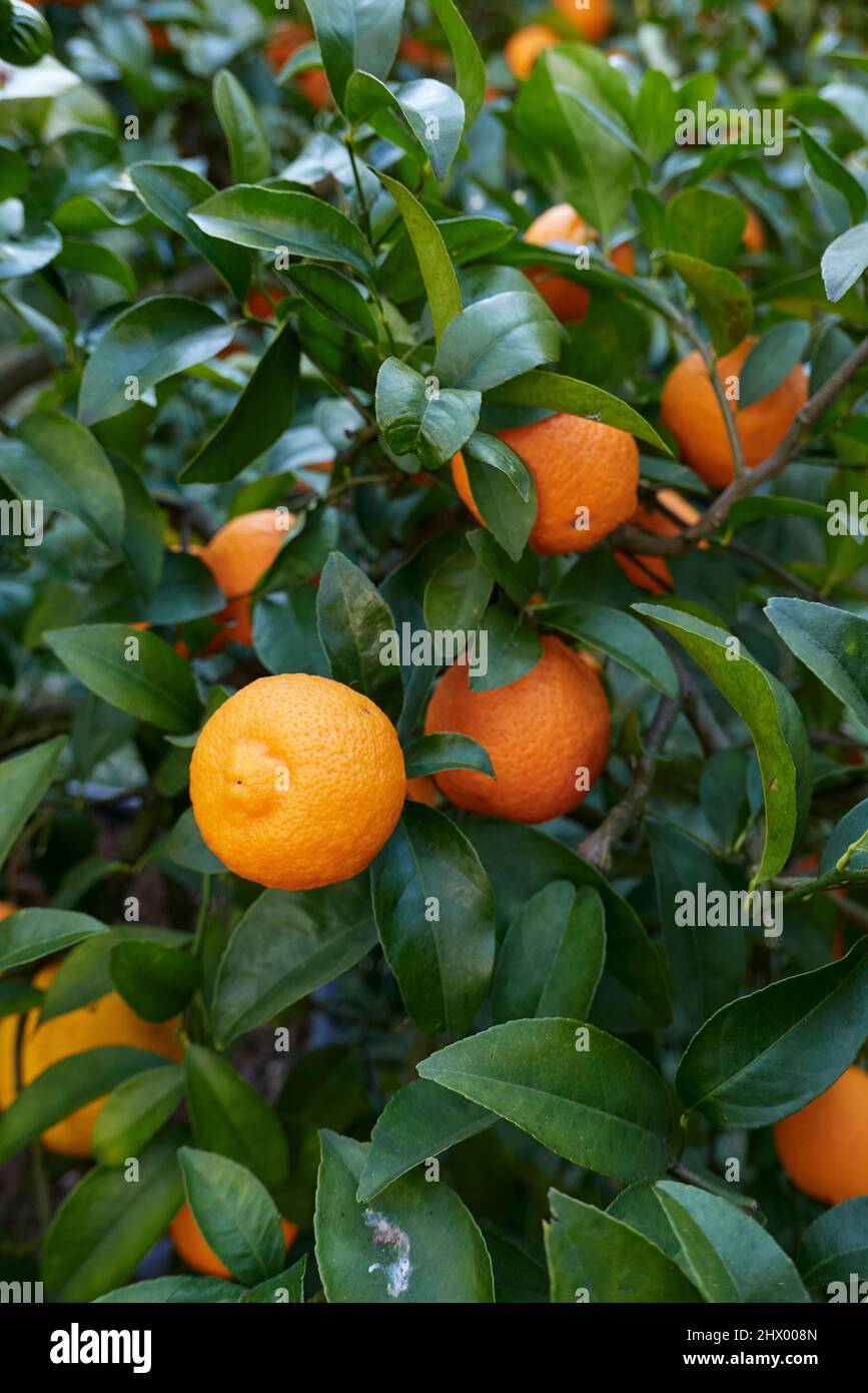 Citrus rootstock hi-res stock photography and images - Alamy