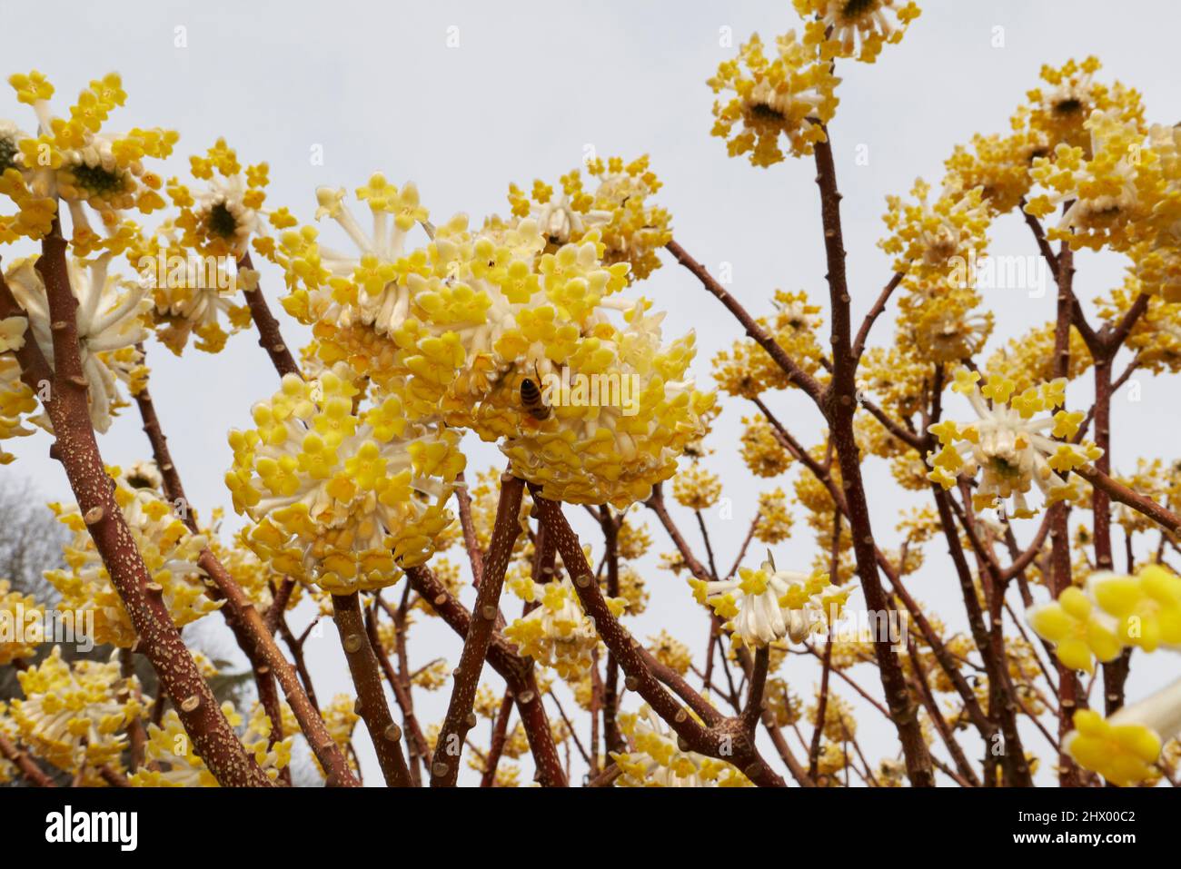 yellow flowers of Edgeworthia chrysantha shrub Stock Photo - Alamy